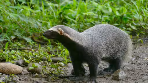Captan en Yucatán a grisón, mamífero silvestre en riesgo por pérdida de ...