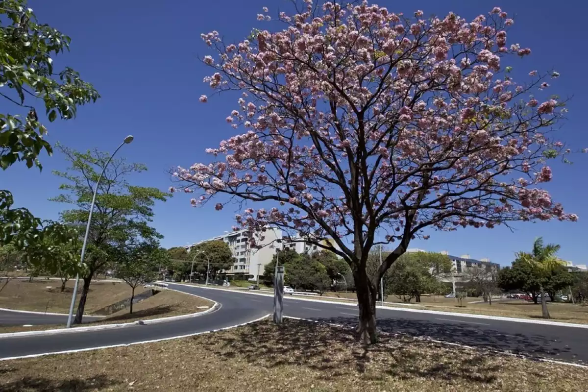 Maculís, el árbol que llena de flores rosas las calles de Mérida ...