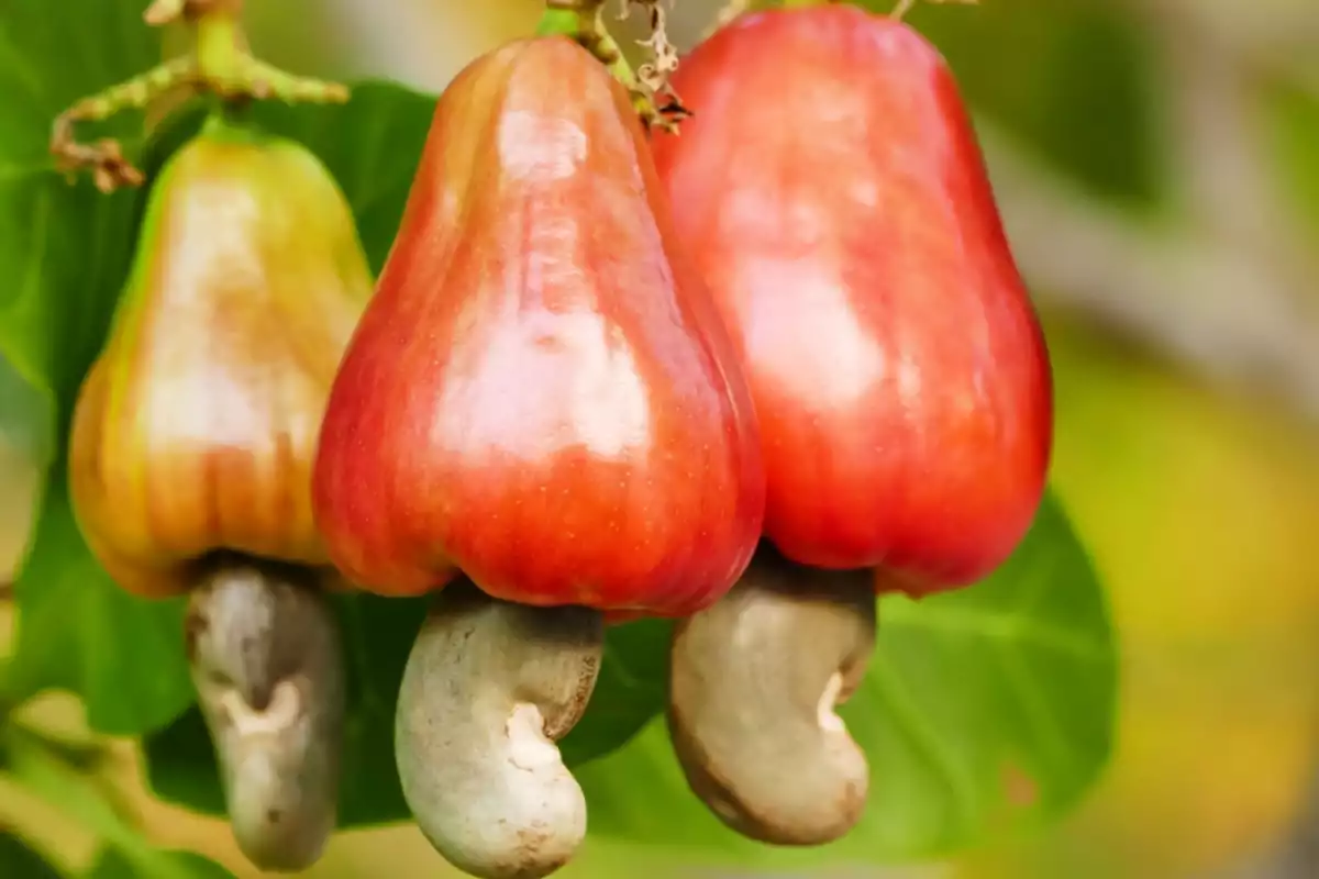 Bebida tradicional: ¿Cómo preparar en 5 pasos agua de marañón? - PorEsto