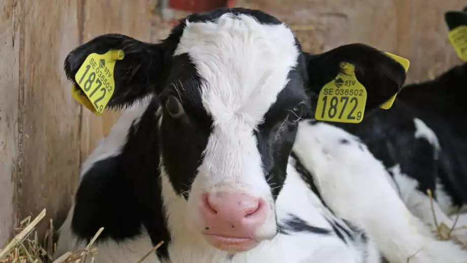 Así luce el ternero más feliz del mundo; nació con una cara feliz: FOTO ...