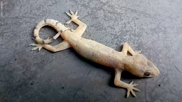 Cuija besucona, la pequeña lagartija inofensiva e incomprendida de ...