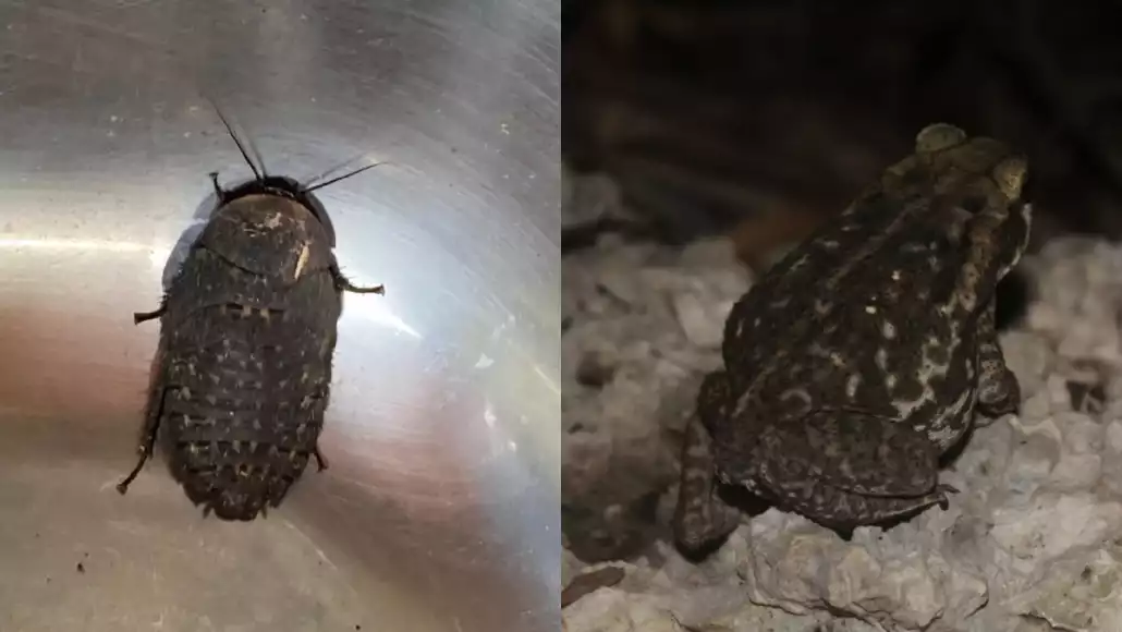 Lluvias en Yucatán desatan la presencia de cucarachones, sapos y ...