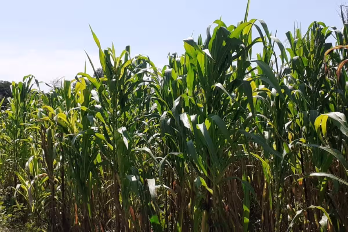 Cosecha de elotes en Valladolid, en riesgo ante la sequía - PorEsto