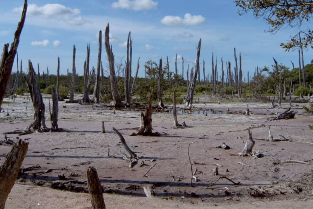 Bosque petrificado en Celestún: ¿Por qué se llama así? - PorEsto