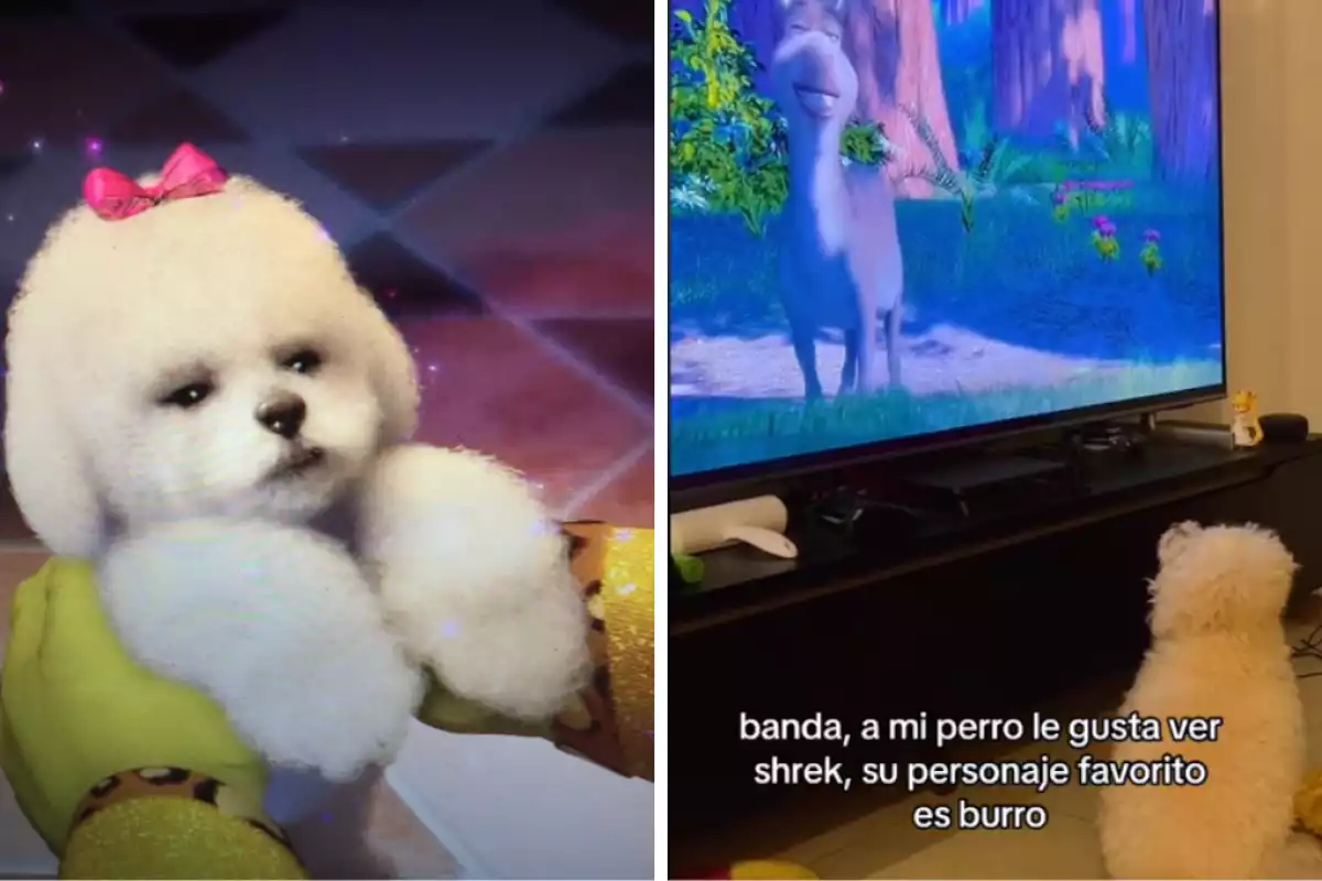 ¡Qué tierno! Perrito que le gusta Shrek se hace viral en TikTok - PorEsto