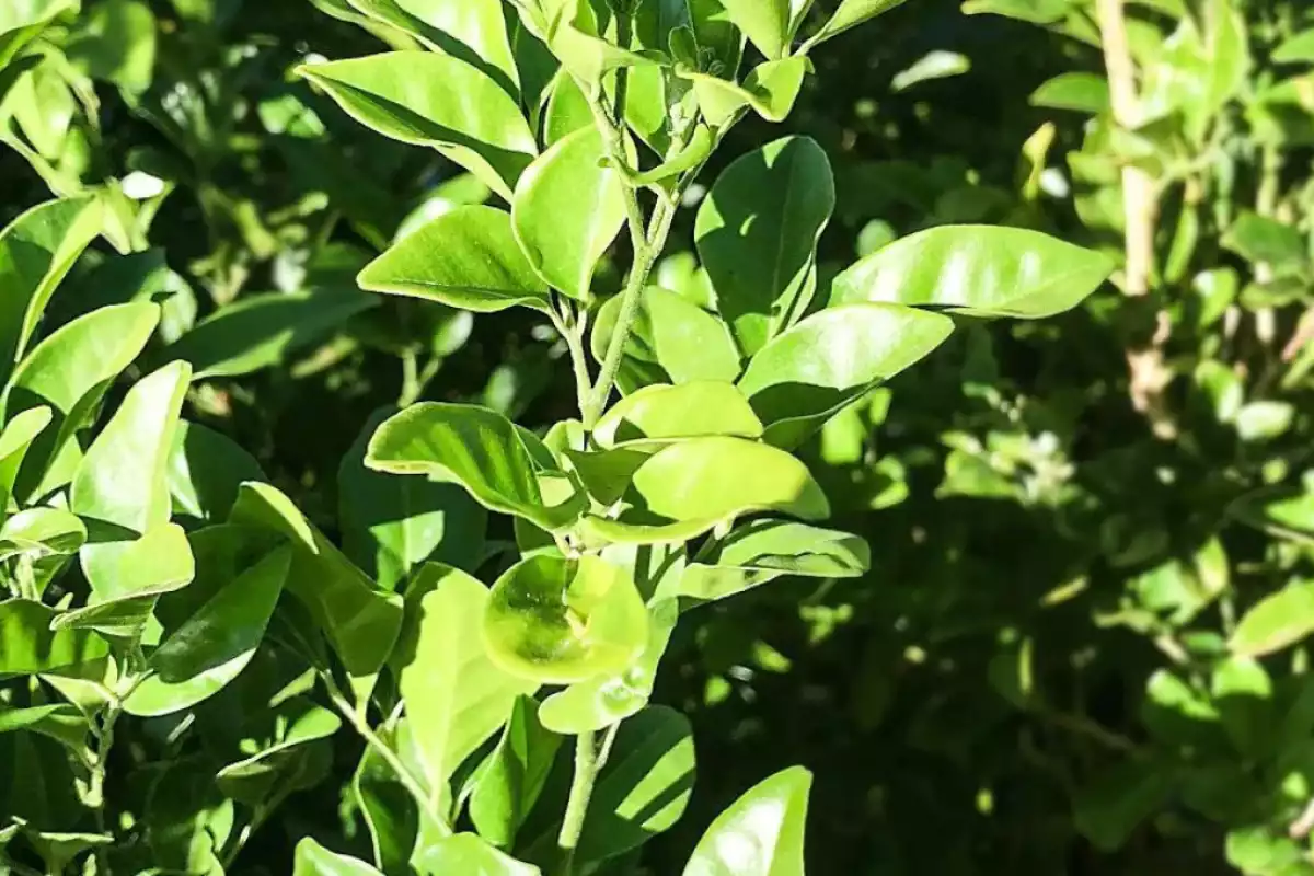 ¿Qué es el Chintok?, la cura maya para las piedras en el riñón - PorEsto