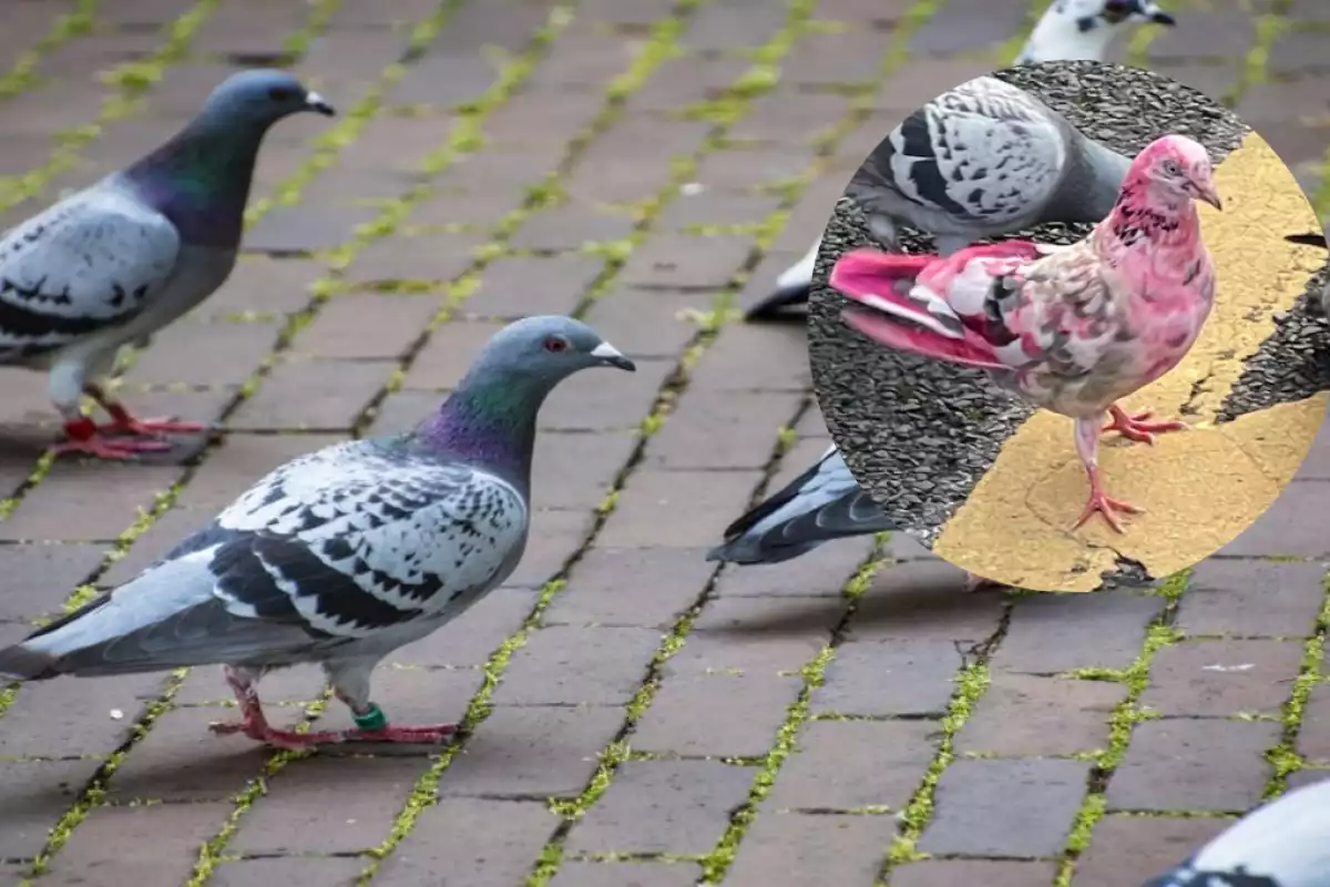 Aparece paloma color rosa en Inglaterra y su origen es todo un misterio ...