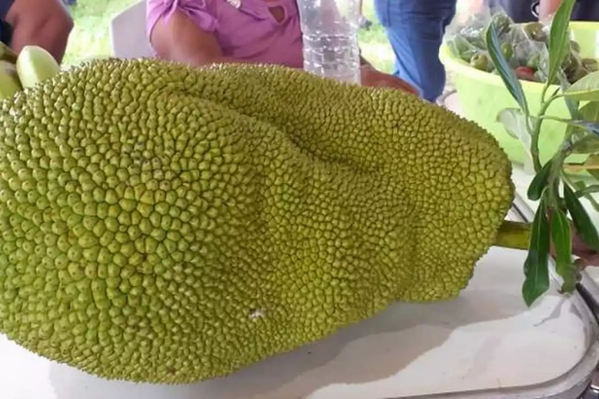 Conoce la 'yaca', fruta exótica de 90 centímetros que crece en Quintana Roo - PorEsto