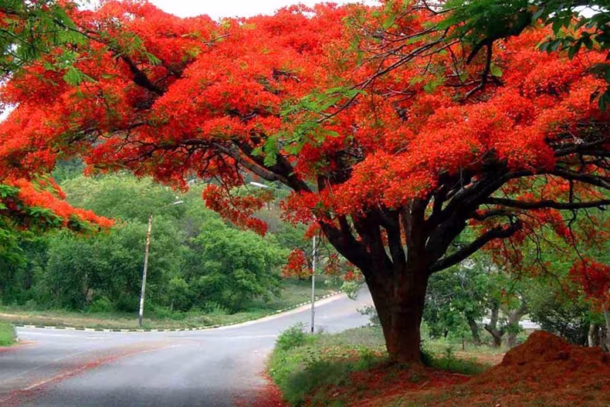 Flamboyán, el árbol que ilumina la Península de Yucatán: INFOGRAFÍA ...