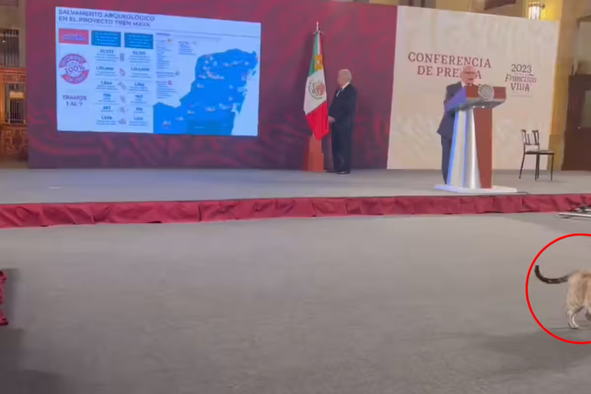 Él es Zeus, el gato que llegó a La Mañanera de AMLO en Palacio Nacional ...
