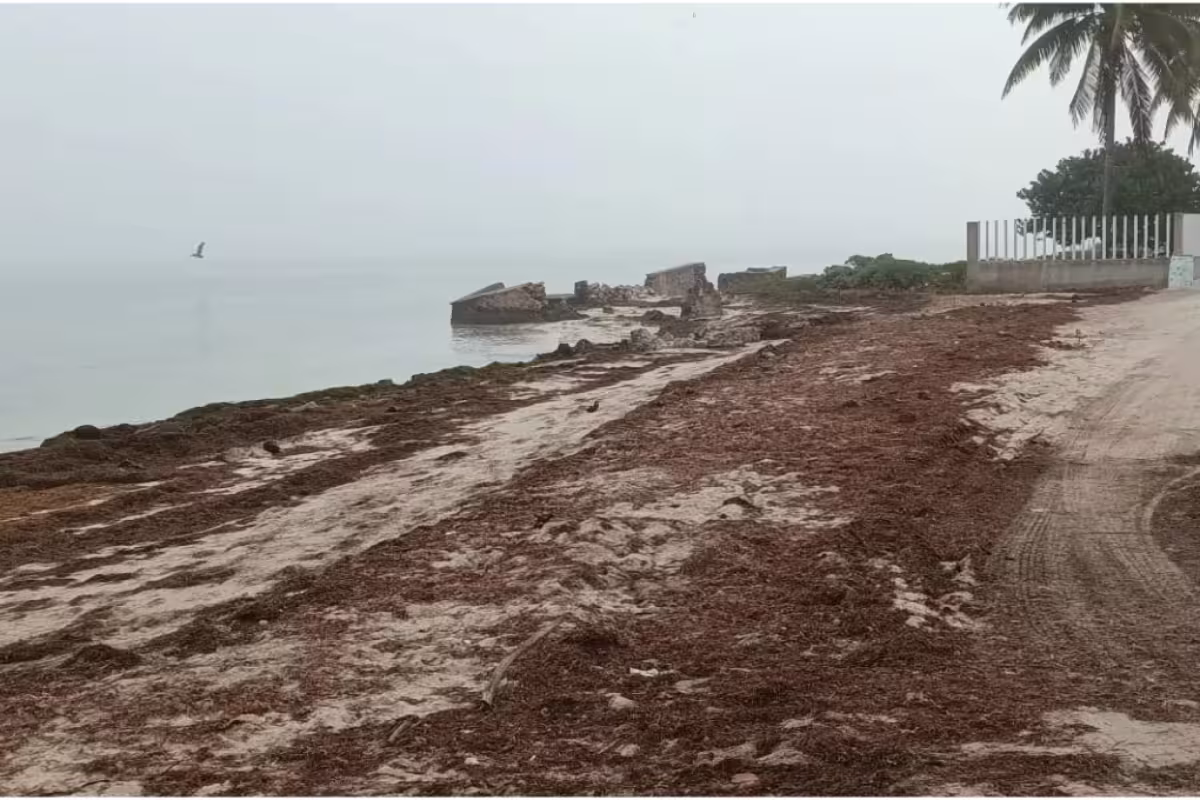 Frentes fríos provocan que el sargazo 'tapice' la playa de San Crisanto ...