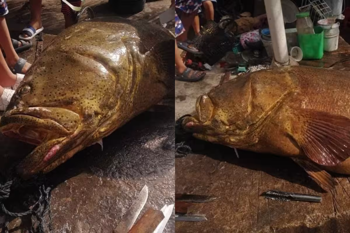 Capturan enorme pez 'cherna' de 150 kilos en El Cuyo, Yucatán - PorEsto