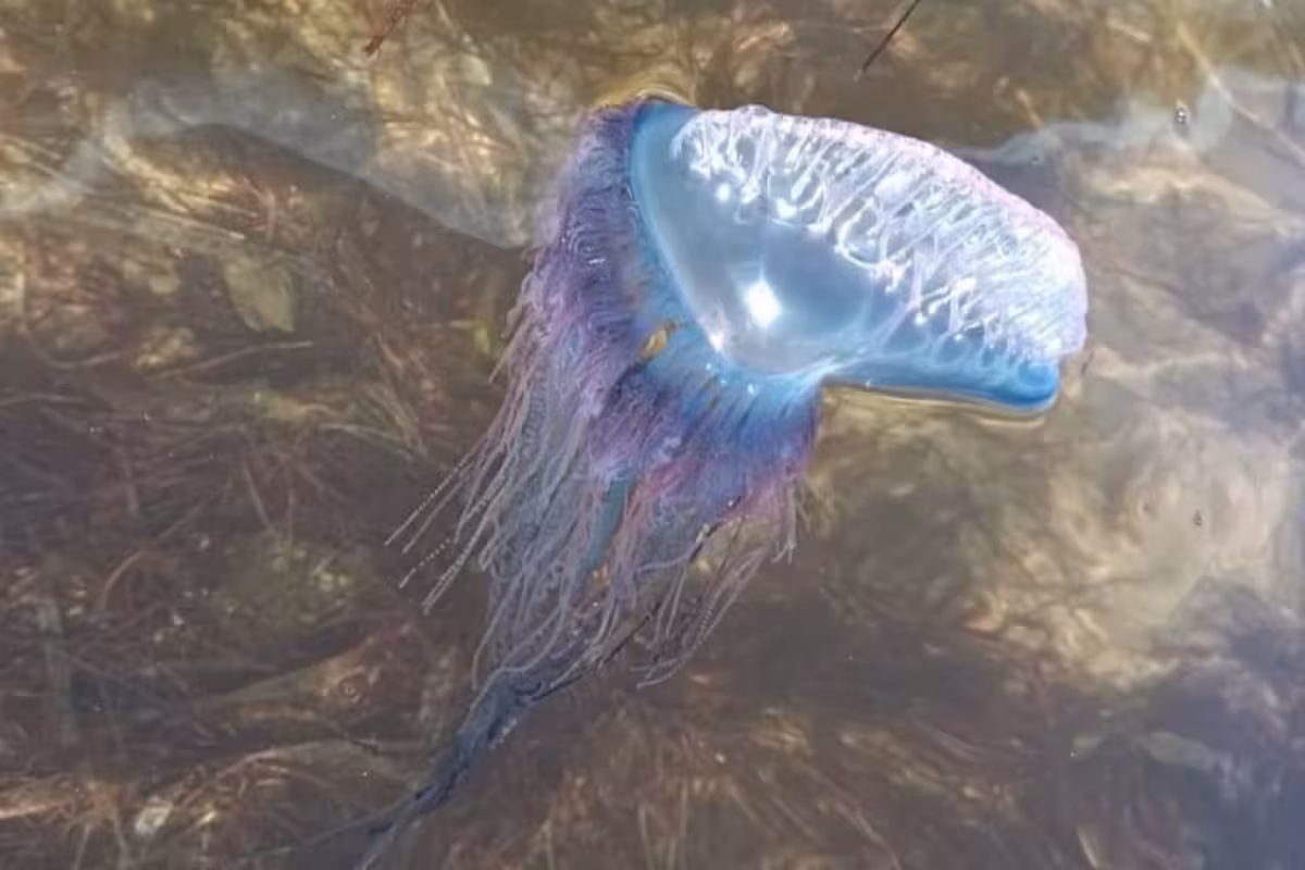 Reportan aparición de medusas de 'agua mala' en la costa de Yucatán ...