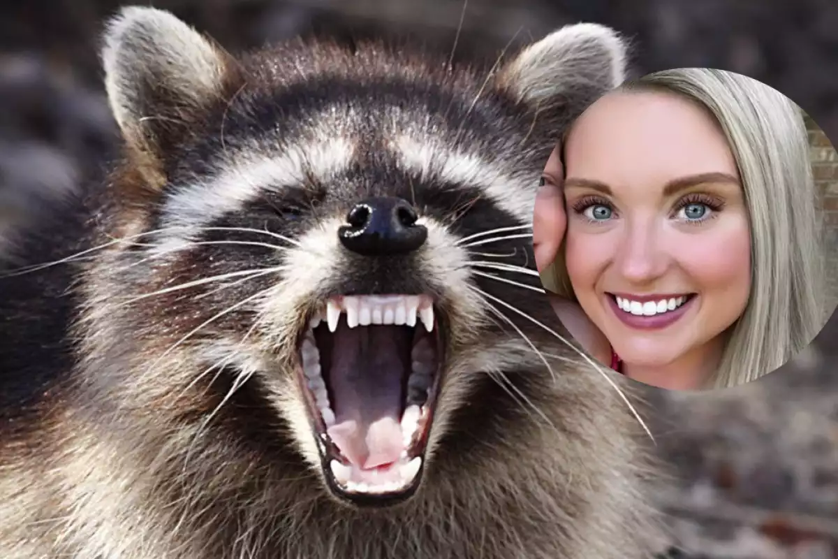 Mapache rabioso muerde a una mujer y le contagia extraña enfermedad en ...