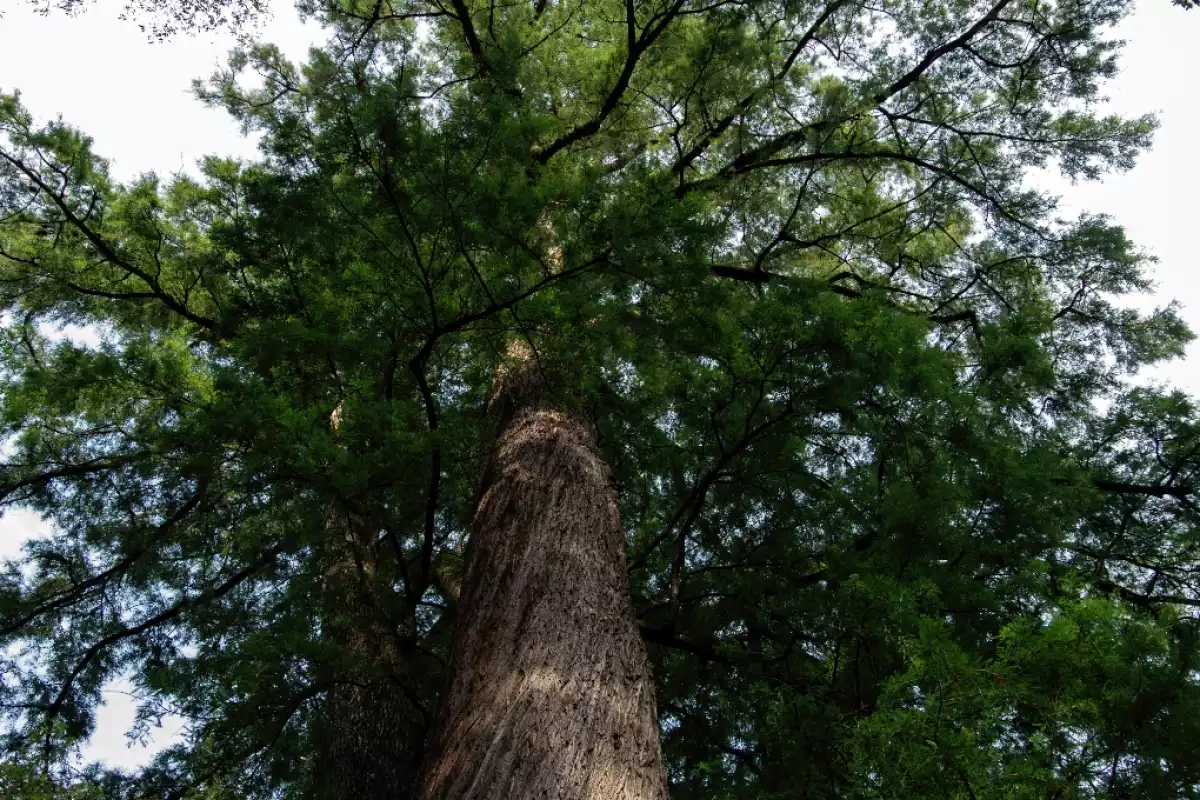 Conoce los árboles endémicos de Yucatán ideales para plantar en tu ...
