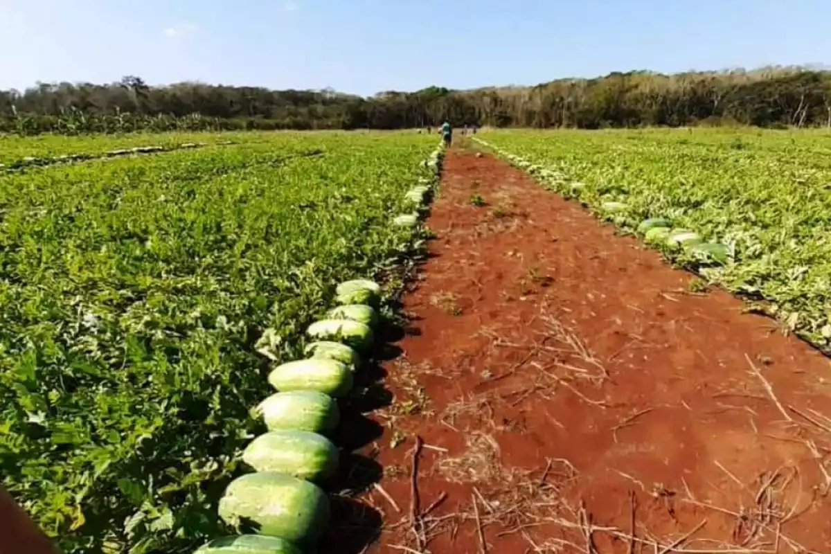 Plagas 'amenazan' los cultivos de limón y sandía en la Zona Maya de ...