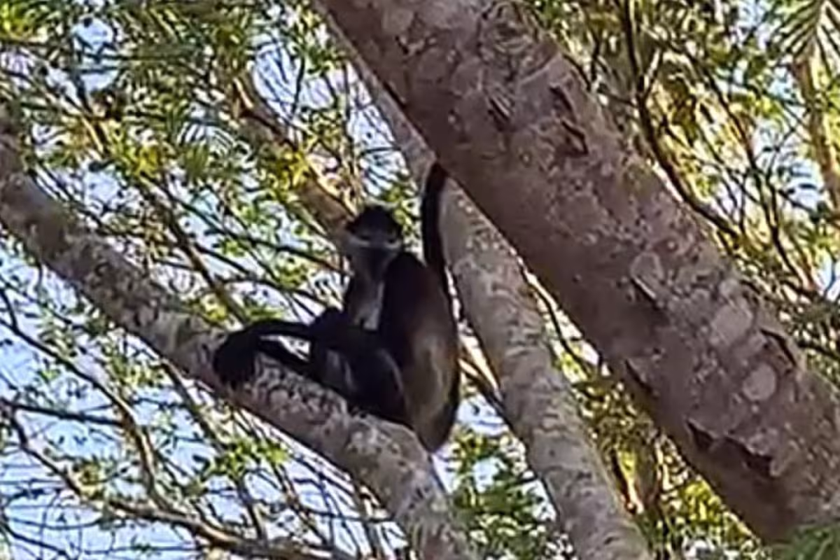 Captan a mono mientras bajaba huayas en Dzidzantún: FOTOS - PorEsto