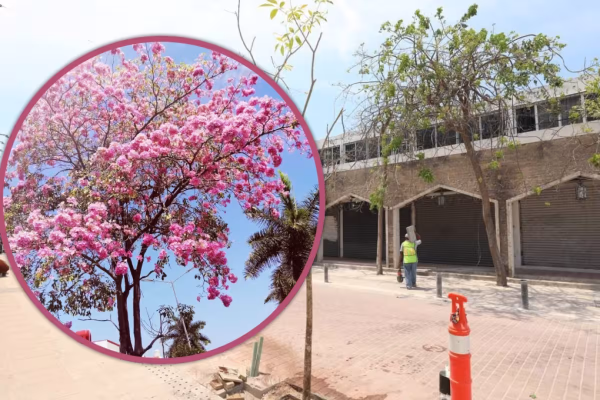 Árboles de Maculís rosa adornarán el Corredor Turístico y Gastronómico ...