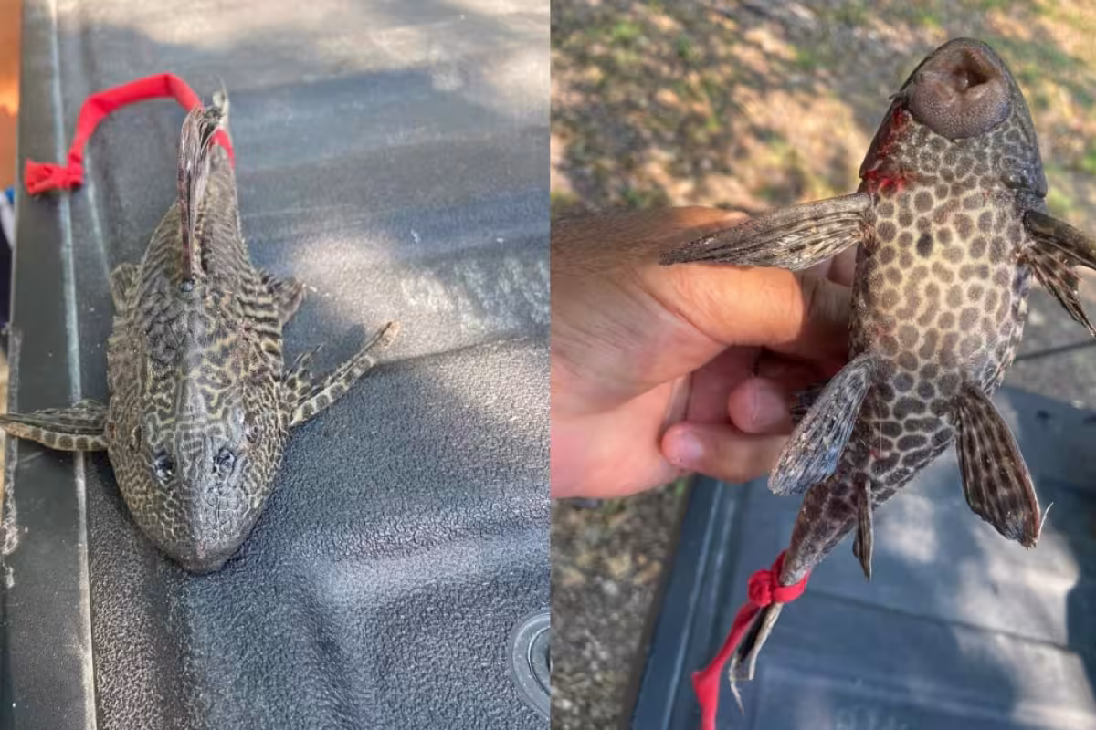 Capturan pez diablo en el Río Candelaria en Campeche - PorEsto