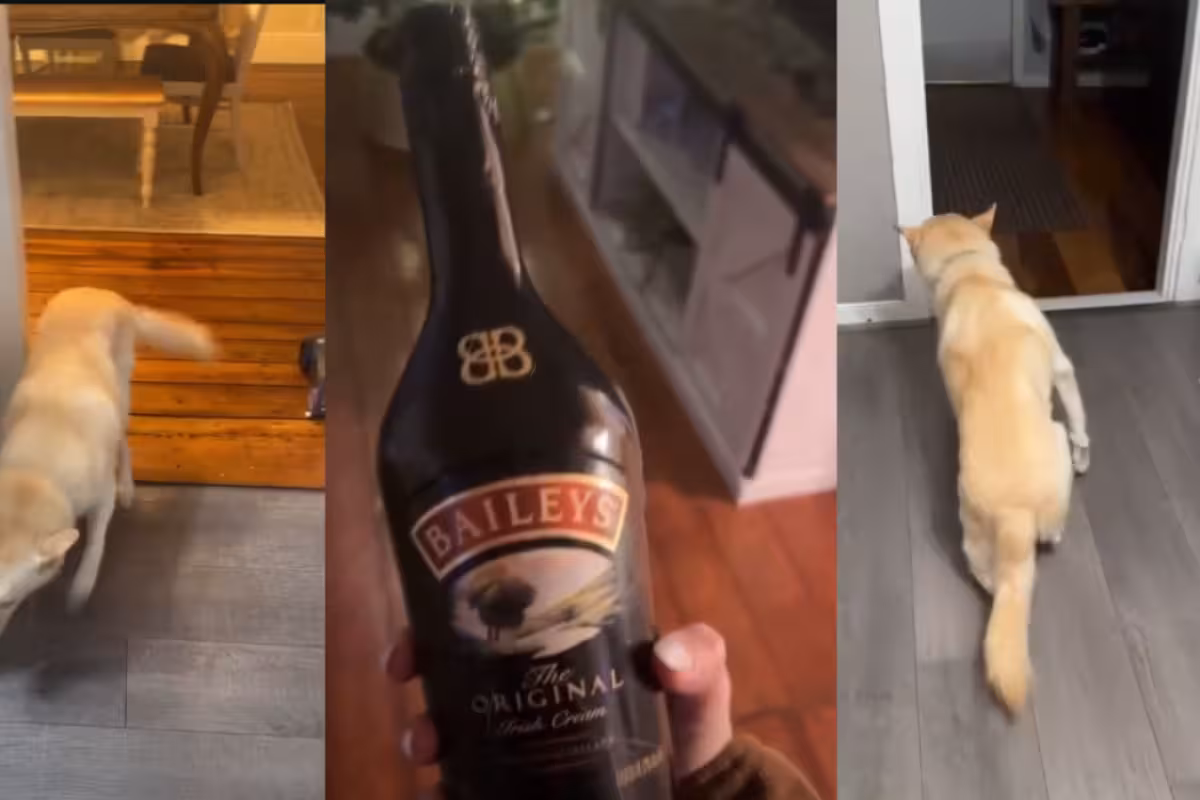 ¡Hasta las patitas! Perrito toma botellas de alcohol y dueña lo ...