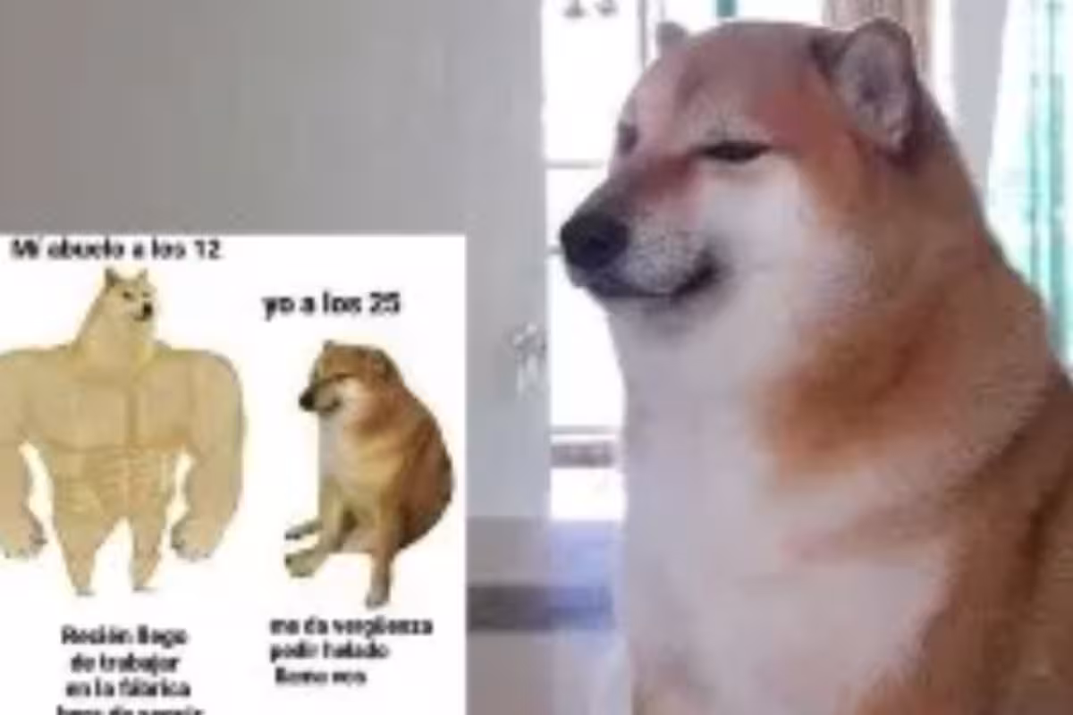 Murió Cheems, el perro más viral de los últimos años - PorEsto