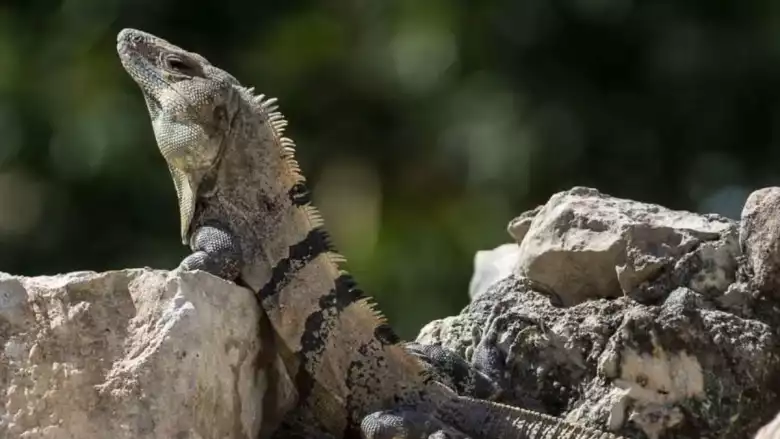El Toloc, el guardián de las albarradas de la Península de Yucatán ...