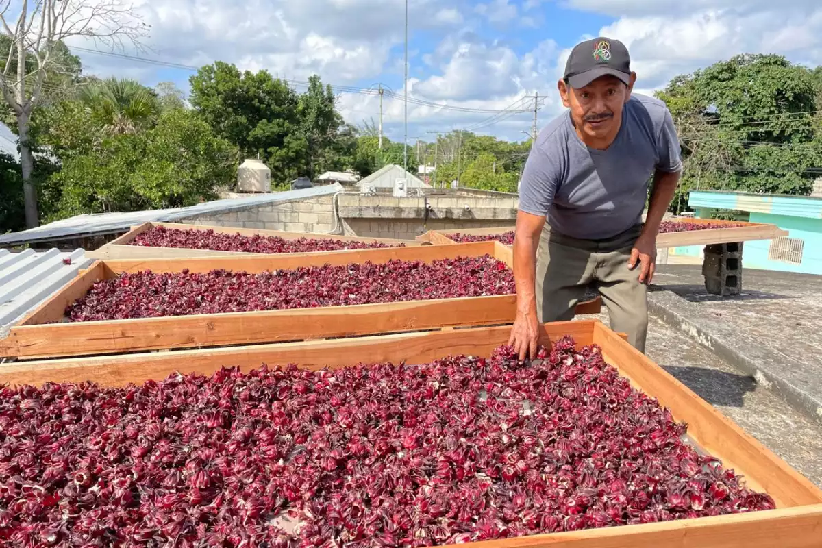 Siembra de jamaica, la nueva apuesta para el campo en Campeche - PorEsto