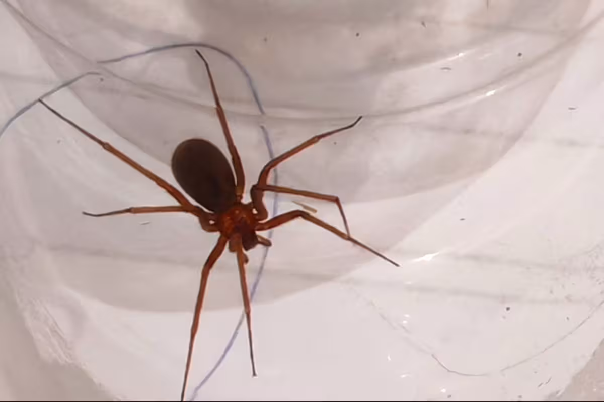 Vecina de Acanceh halla en su casa a una araña violinista, especie que ...