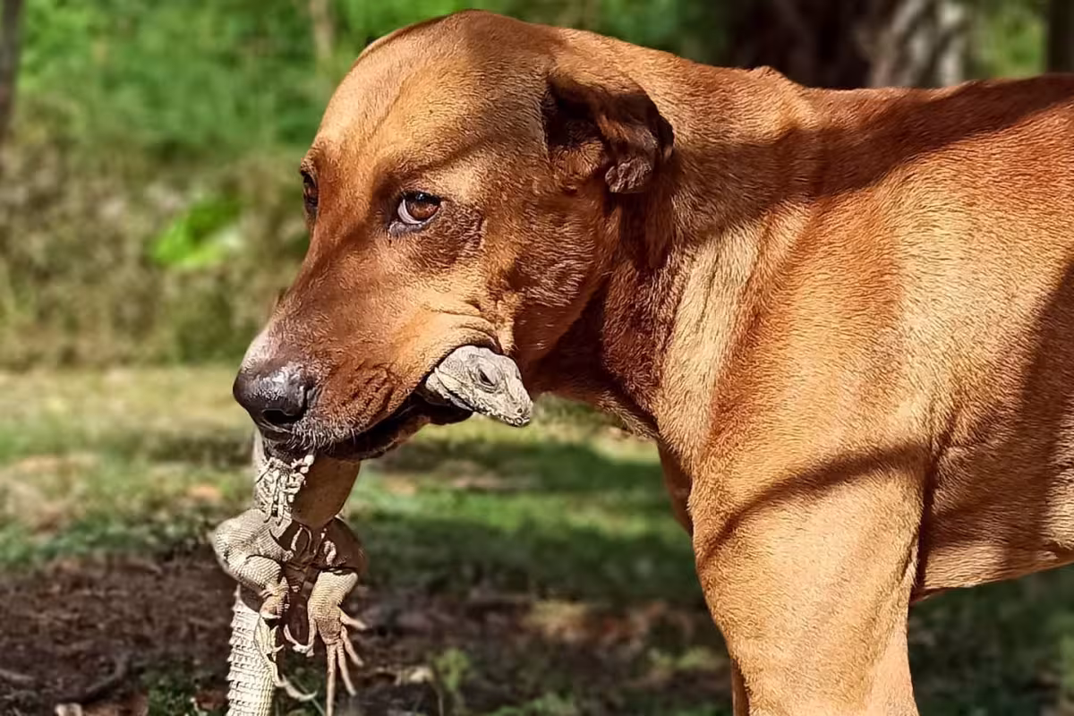 Perro yucateco 'caza' un tolok y se vuelve viral en redes sociales ...