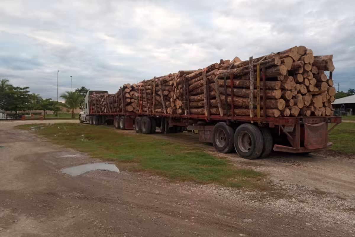 Retienen tráiler con madera ilegal en la vía Escárcega-Chetumal - PorEsto