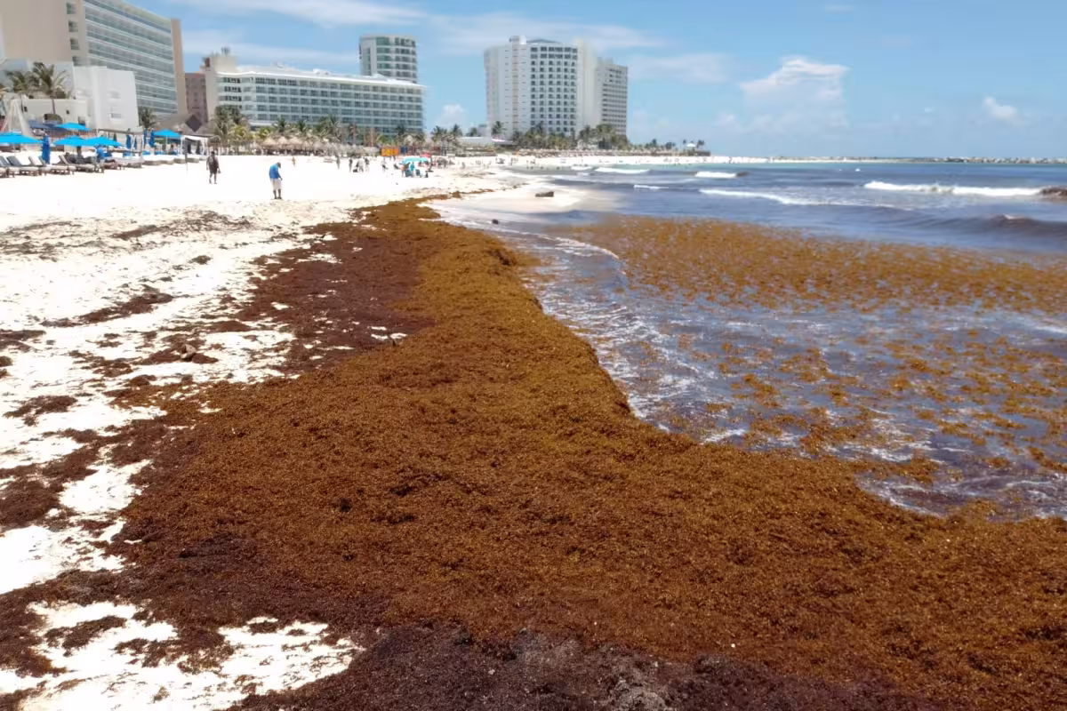 ¿Qué es el sargazo? El alga que "inunda" las costas de Quintana Roo ...