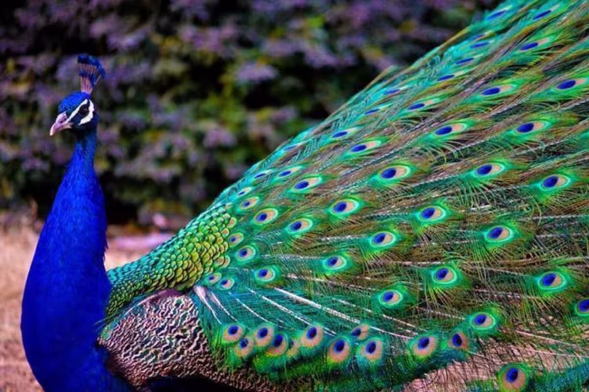 Este es el color azul que sólo existe en Yucatán - PorEsto