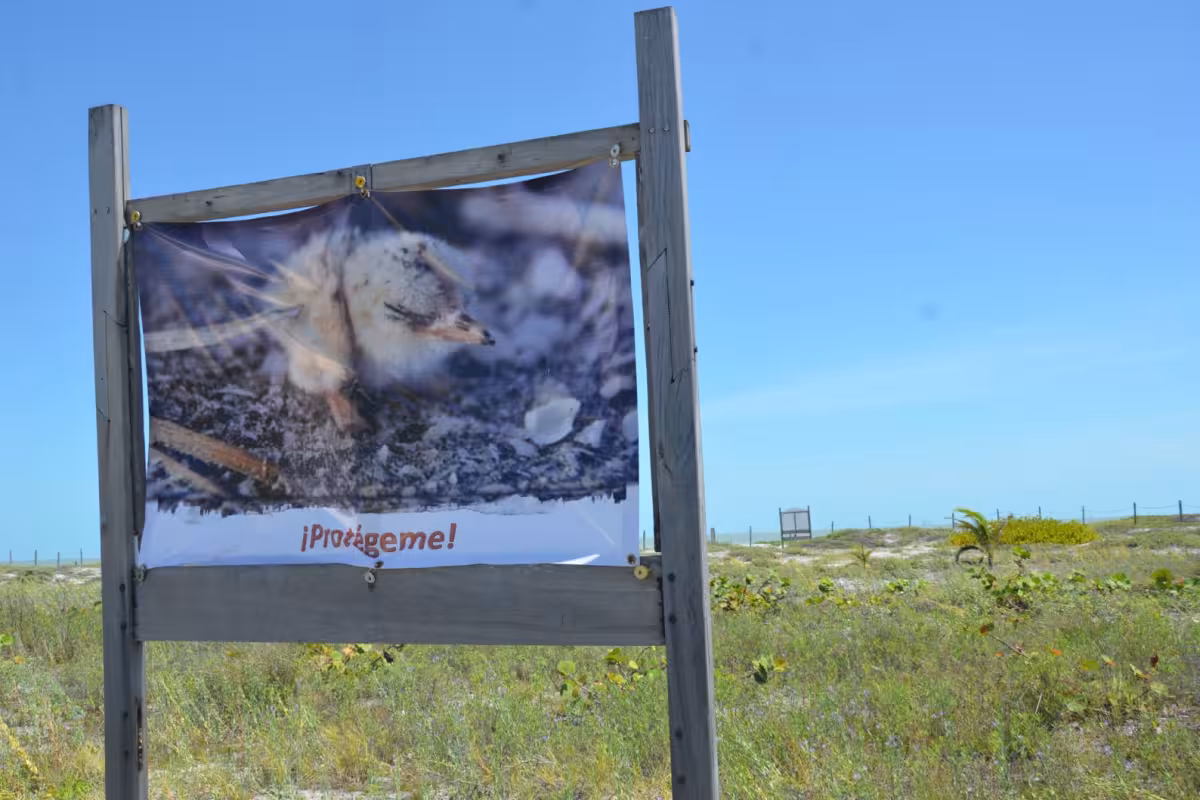 Anidación del Charrán Mínimo fracasa en Playa Norte - PorEsto