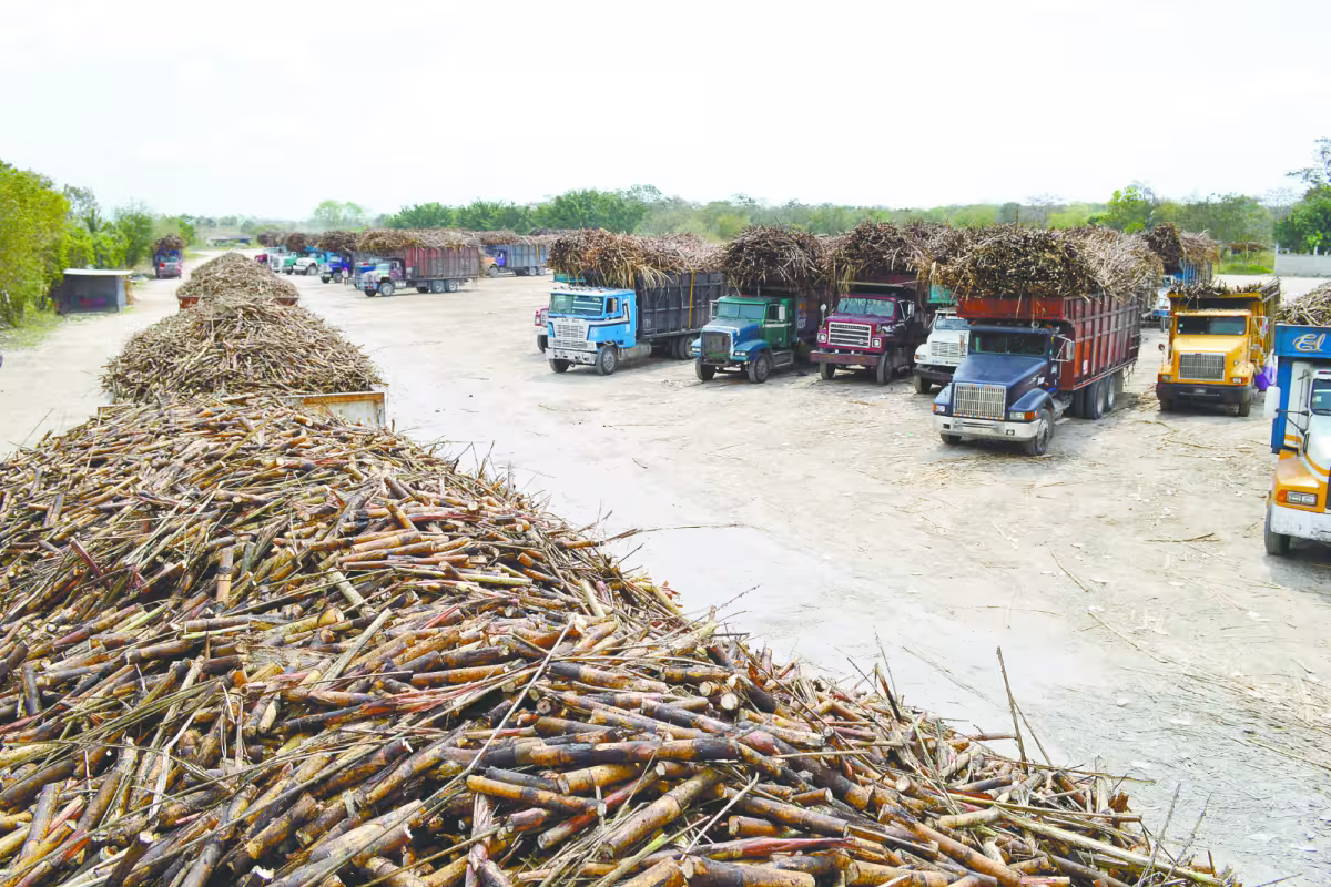 Quintana Roo cuadruplicó su producción de azúcar en 2021: Conadesuca ...