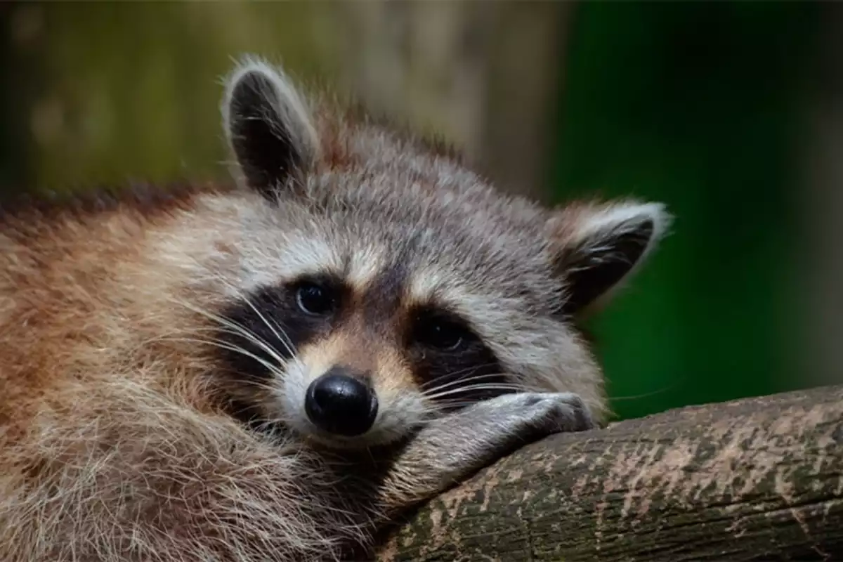 Mapache de Cozumel, especie endémica de Quintana Roo en peligro ...