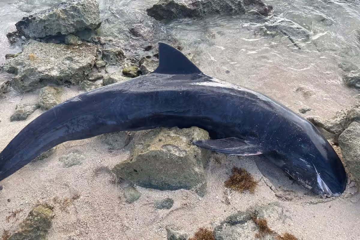 Hallan el cuerpo de una orca enana en Cozumel - PorEsto