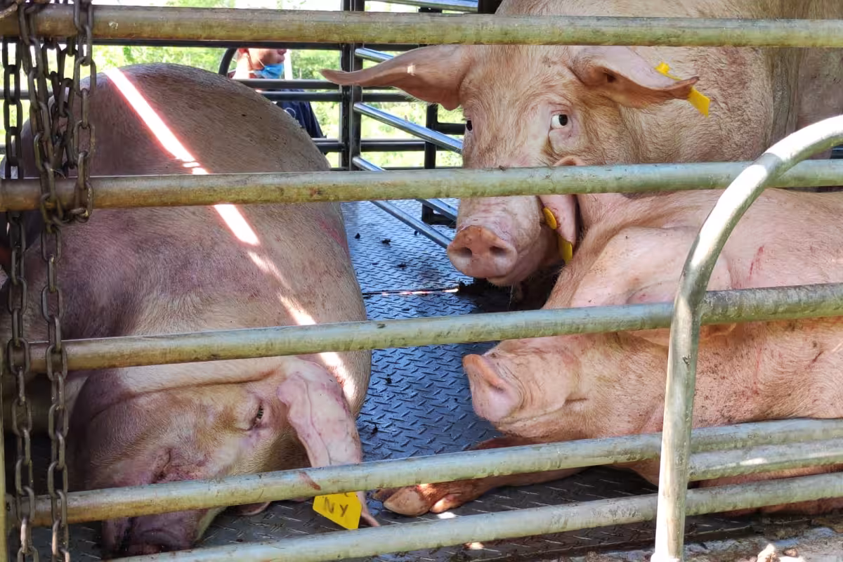 Gobierno de Yucatán y Semarnat pondrán orden en las granjas porcícolas ...