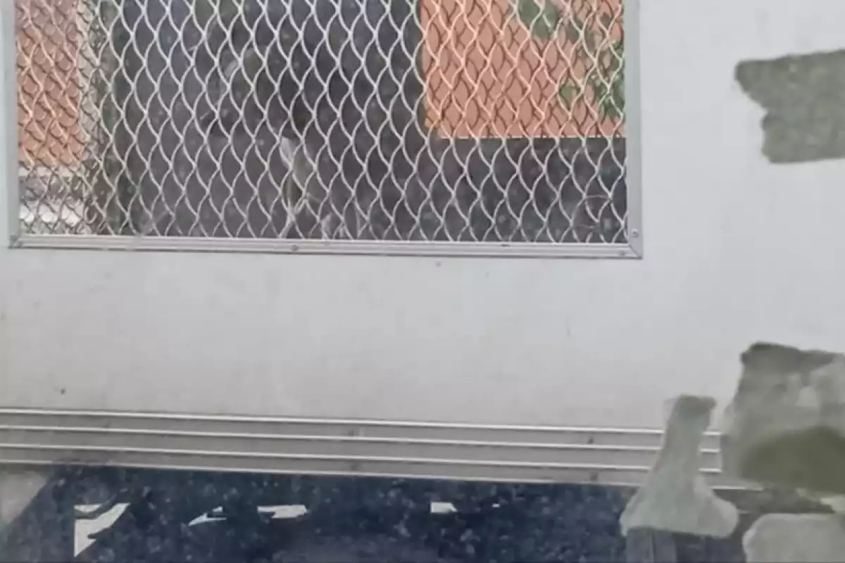 Denuncian en redes a perrera que captura ‘lomitos’ con collar en Mérida ...