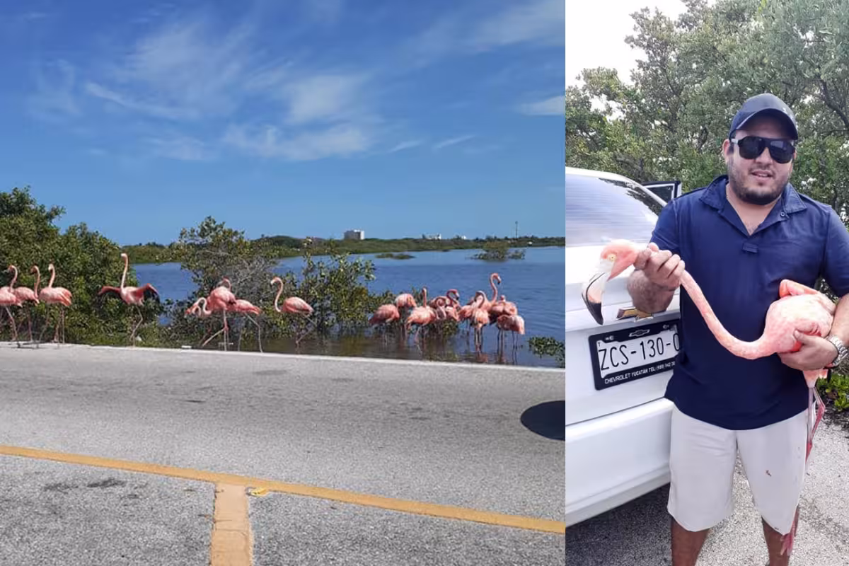 Joven rescata a flamingo de la carretera Mérida-Progreso: FOTOS - PorEsto