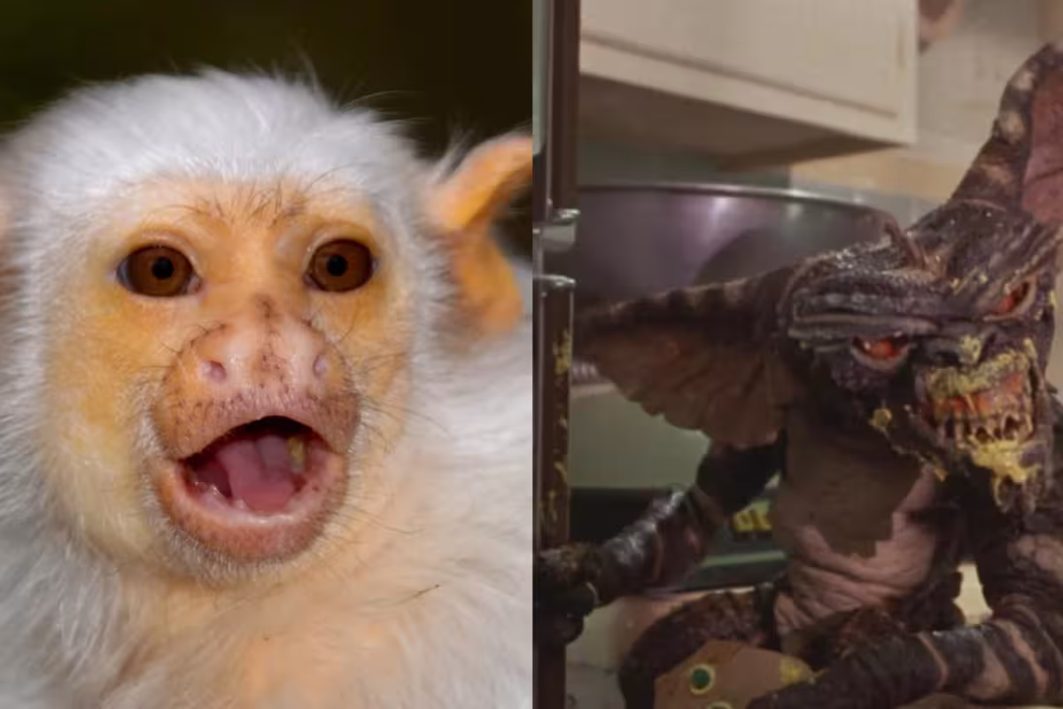 ¿Mono o Gremlin? Encuentran especie rara y sin pelaje en Japón - PorEsto