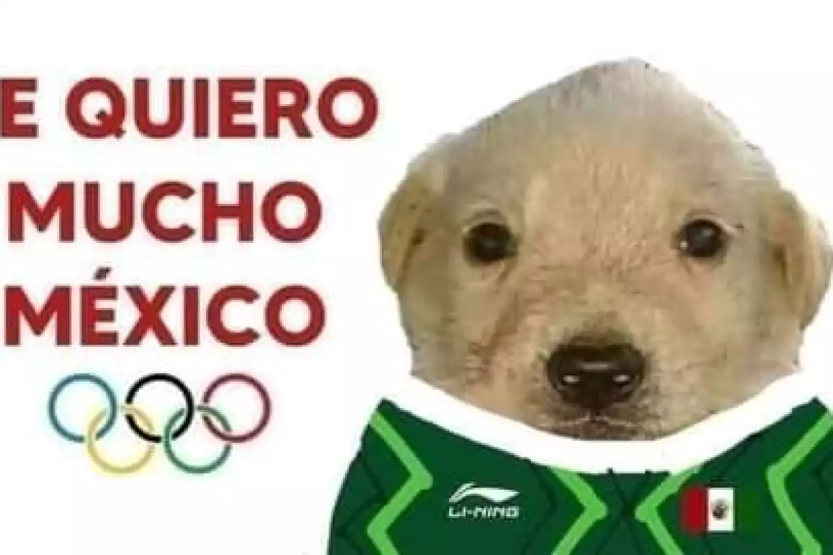 ¿Cuál es el origen del meme de perrito que apoya a los deportistas ...