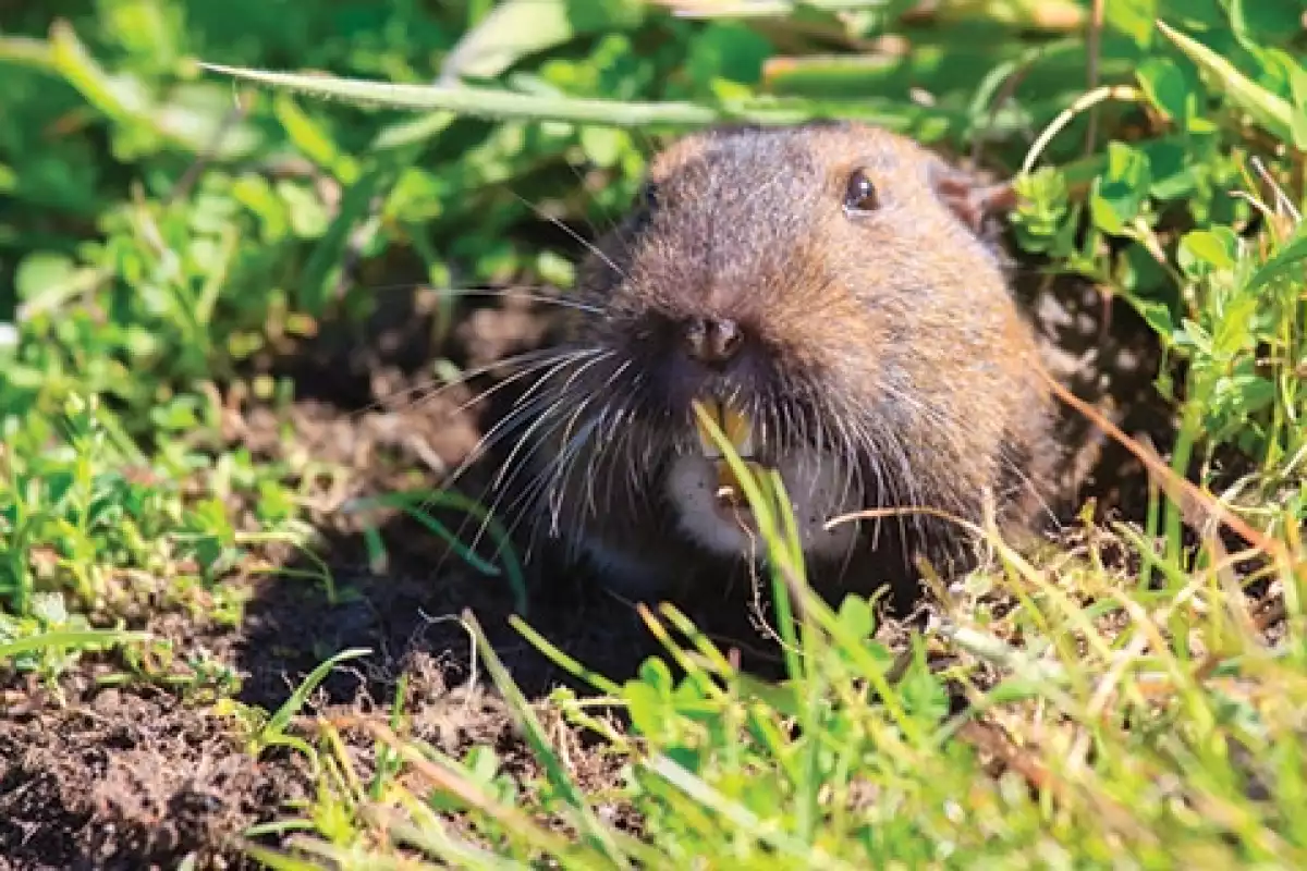 ¿Qué son las tuzas y por qué son consideradas una plaga en Quintana Roo ...