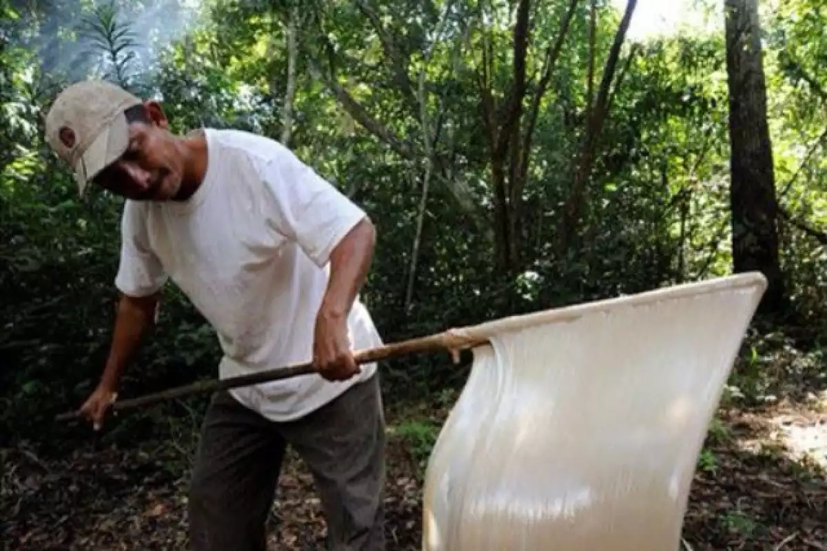 Chicle maya en peligro de extinción; lo que masticamos es "petroleo ...