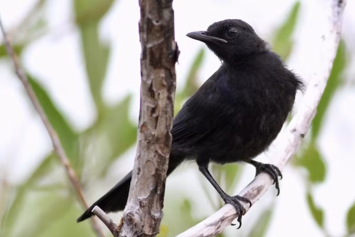 Cinco aves endémicas de la Península de Yucatán - PorEsto