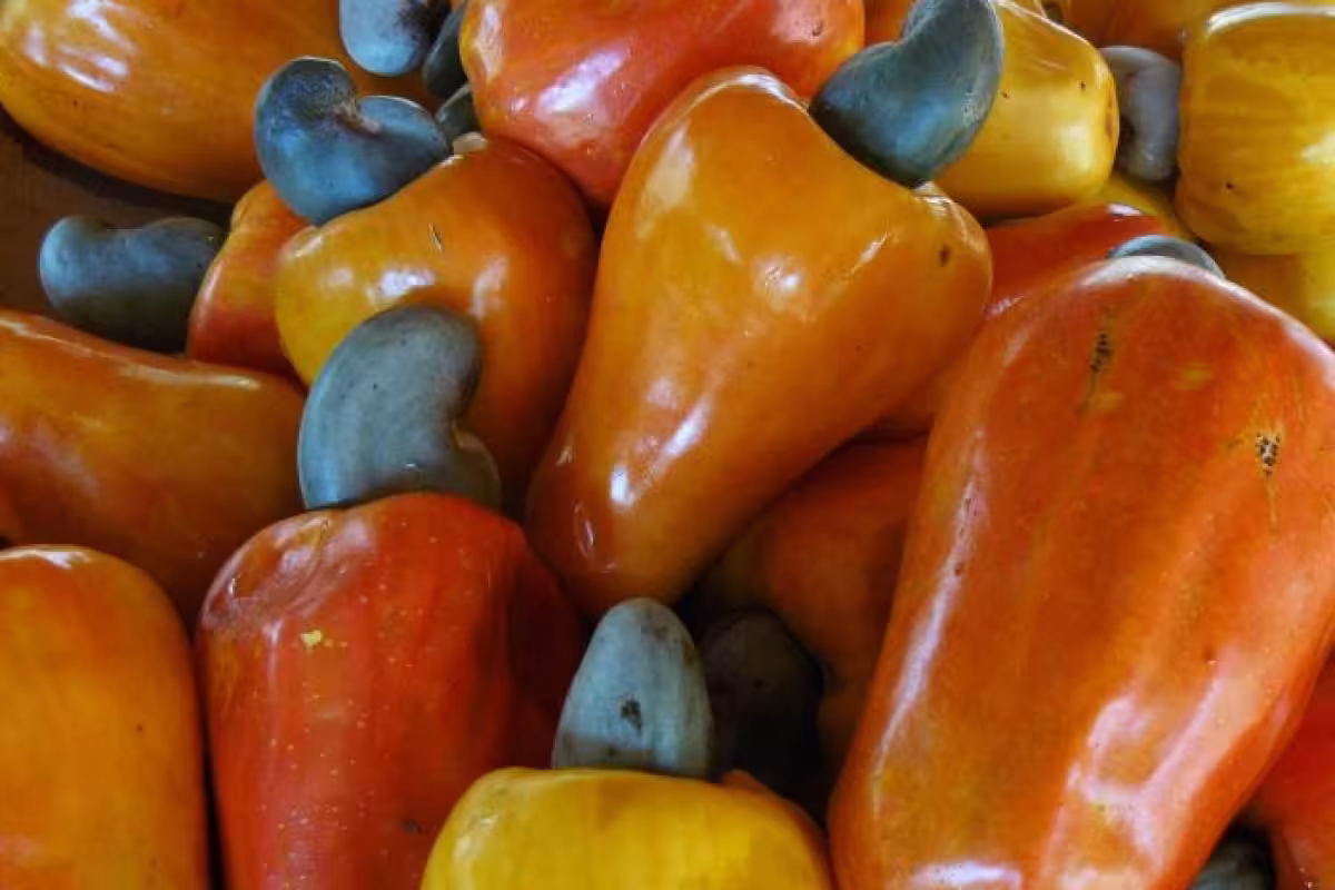 Marañon, la fruta exótica favorita de Campeche - PorEsto