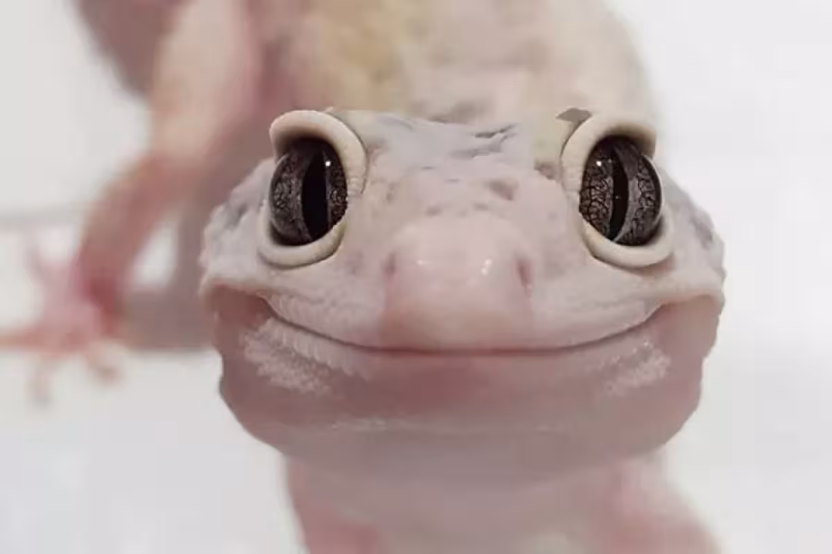 Conoce los seis datos que no sabías de la lagartija cuija de Quintana ...