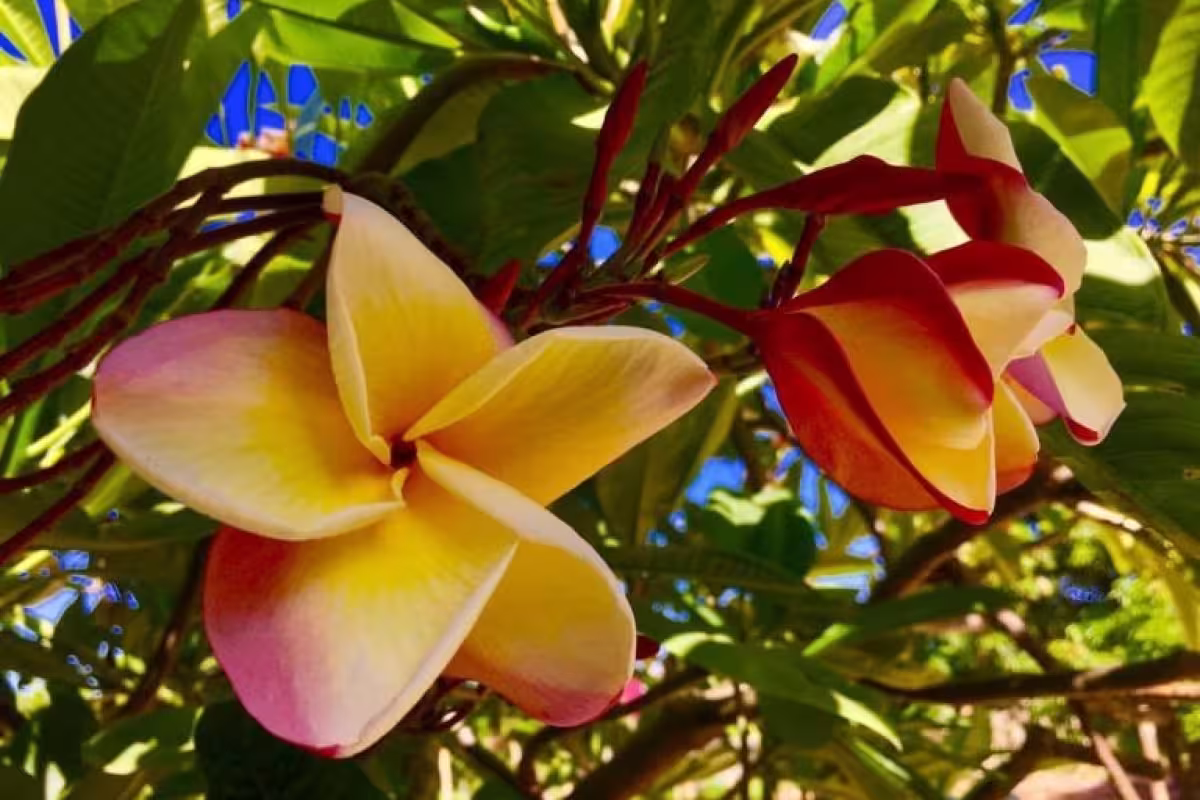 Cinco cosas que no sabías de la flor de mayo - PorEsto