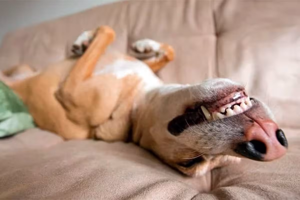 Perrito se duerme dentro de tienda departamental y se vuelve viral ...