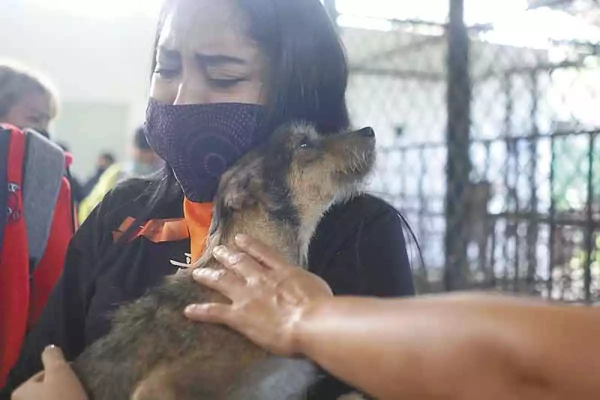 Perrera municipal y rescatistas aún sin acuerdo en Mérida - PorEsto