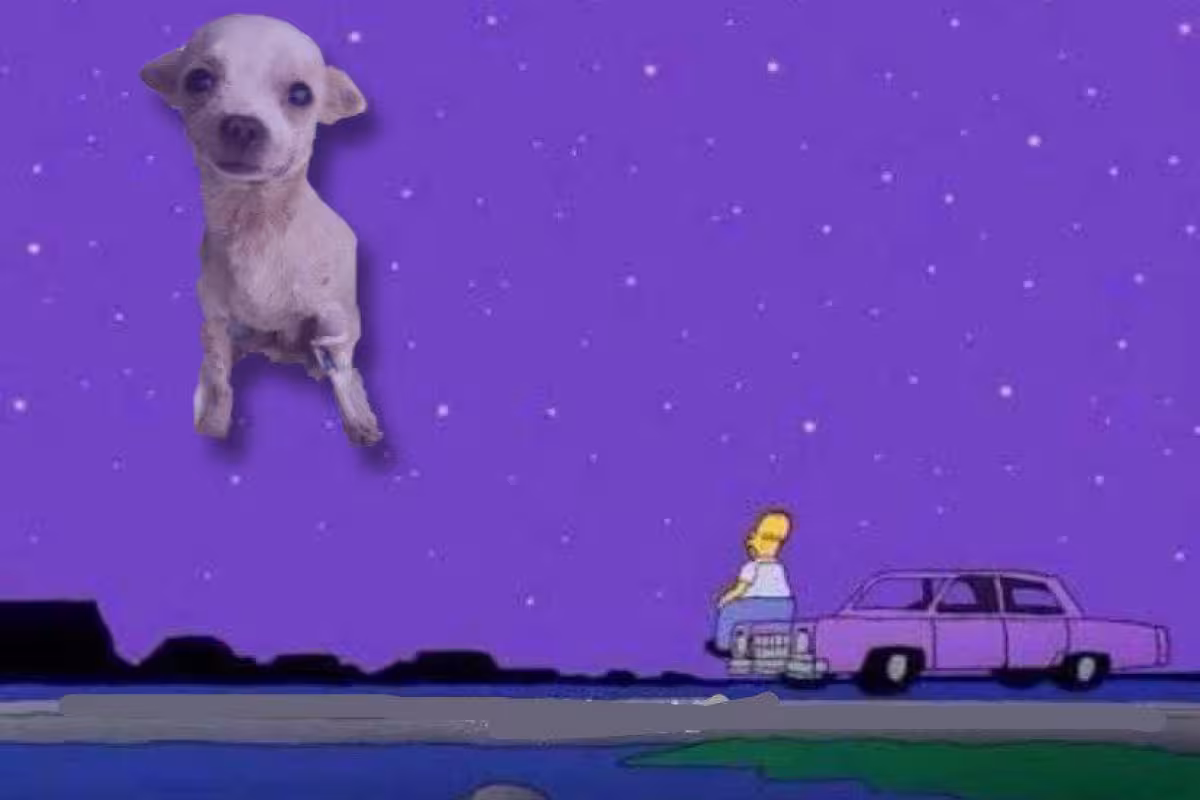 ¿Quién es Pinky, el perro héroe de Nayarit? - PorEsto